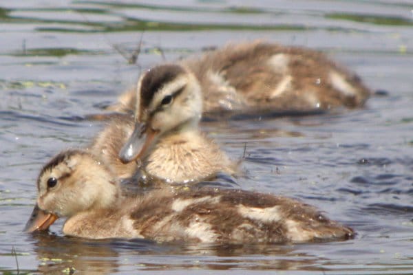 Gadwall Ducklings, or, Aaawww, Cute! - 10,000 Birds