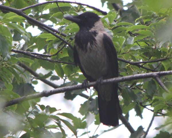 Hooded Crow in Staten Island, New York - 10,000 Birds