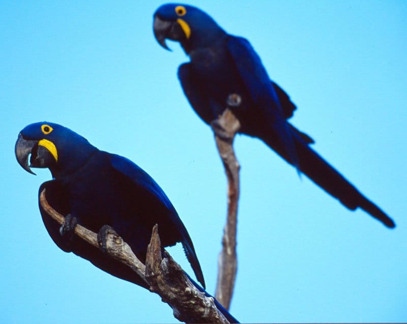 Protecting the Hyacinth Macaw and the Cerrado - 10,000 Birds