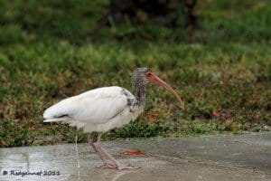 POOP WARS - 10,000 Birds