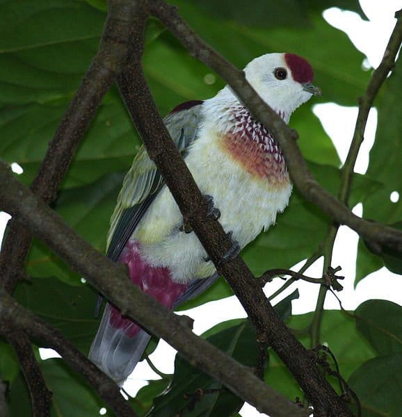Tongatapu and ‘Eua; Birding Southern Tonga - 10,000 Birds