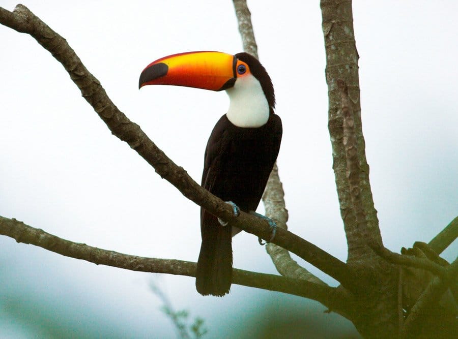 Protecting the Hyacinth Macaw and the Cerrado - 10,000 Birds