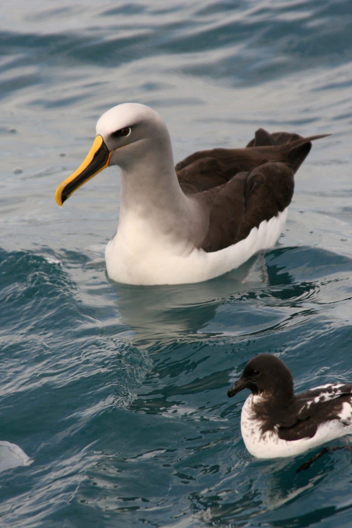 Buller’s Albatrosses - 10,000 Birds