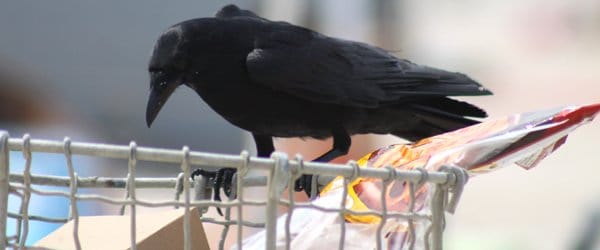 Showing Off That Crow Intelligence - 10,000 Birds