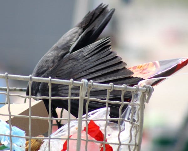 Showing Off That Crow Intelligence - 10,000 Birds