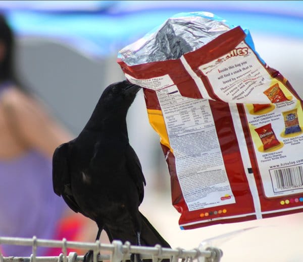 Showing Off That Crow Intelligence - 10,000 Birds