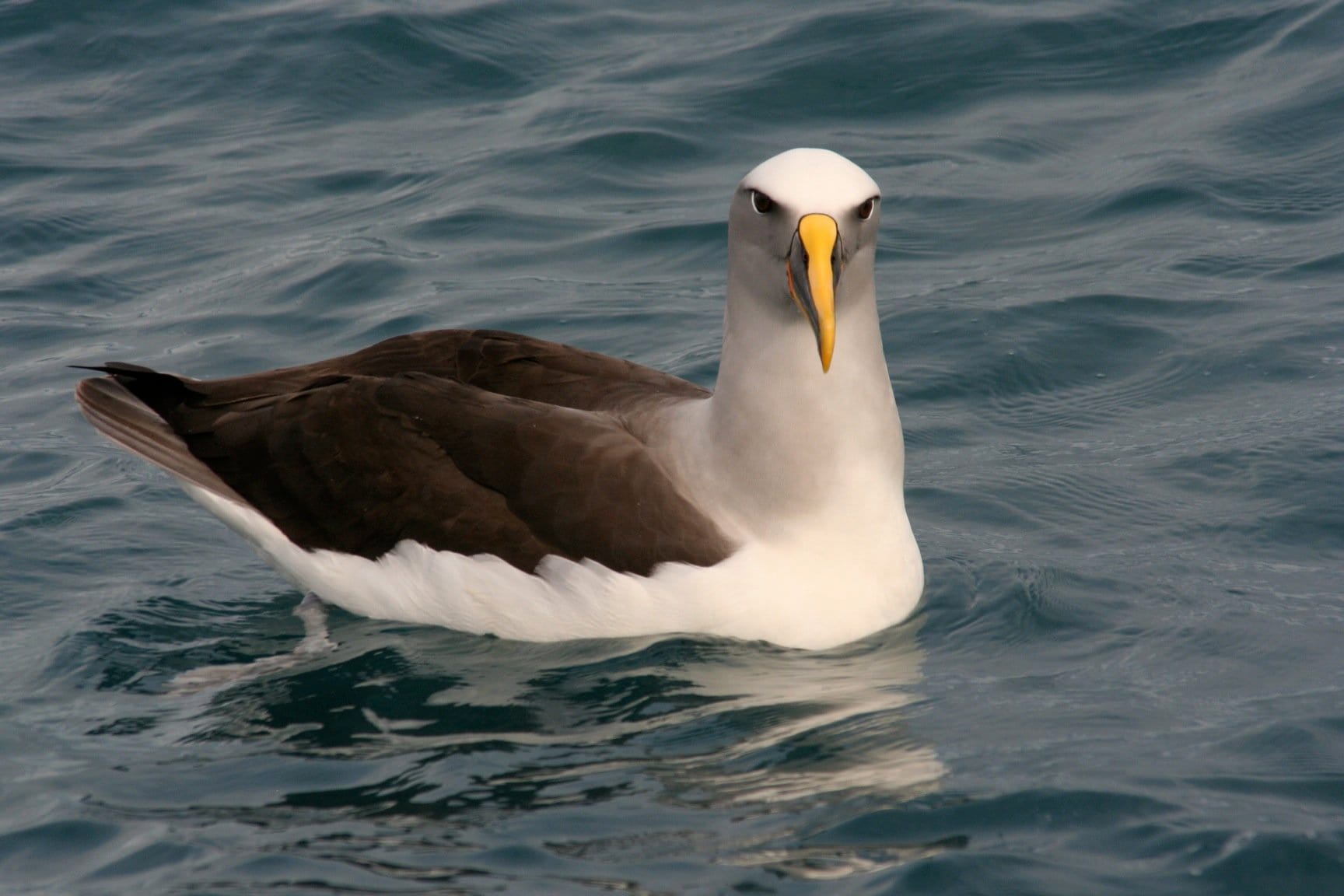 Buller’s Albatrosses - 10,000 Birds