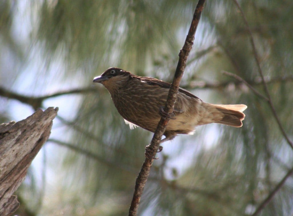 Tongatapu and ‘Eua; Birding Southern Tonga - 10,000 Birds
