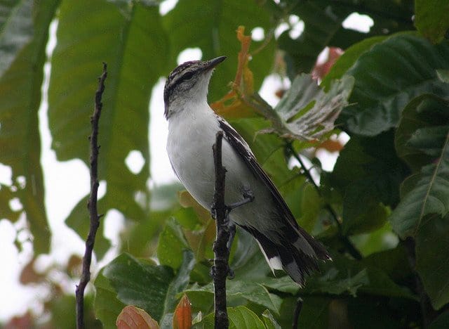 Tongatapu and ‘Eua; Birding Southern Tonga - 10,000 Birds