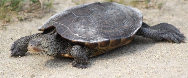 Turtles of Brigantine - 10,000 Birds