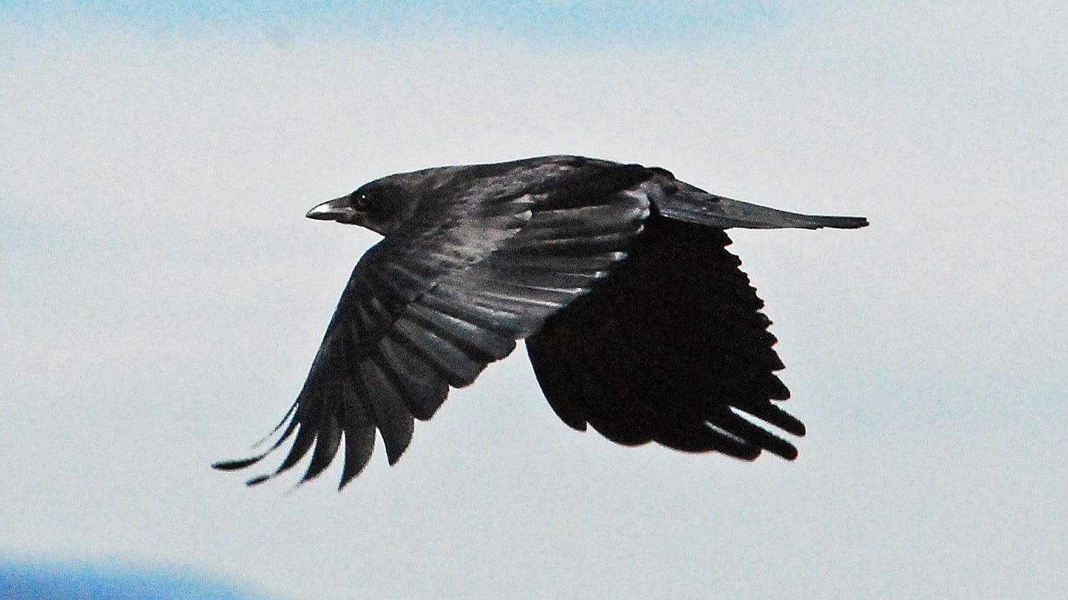 Frog Crow - 10,000 Birds