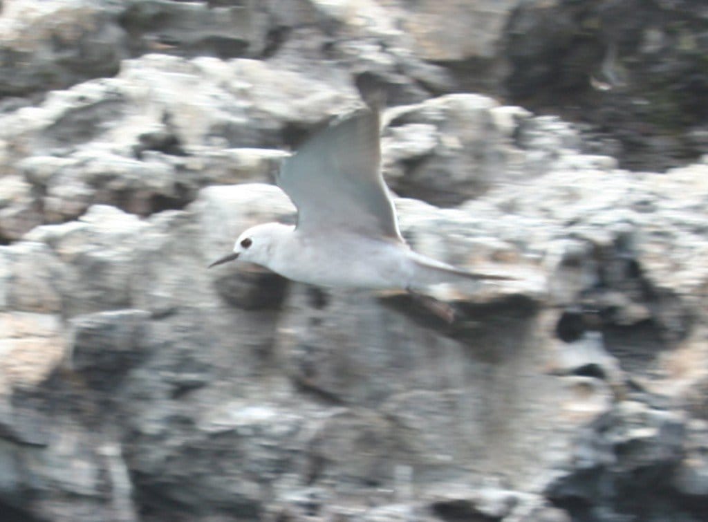 The Terns of Tern Island - 10,000 Birds