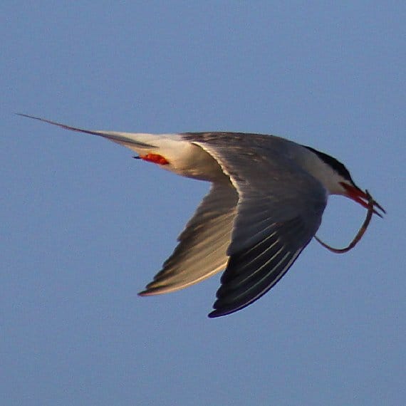 How to Eat an Eel - 10,000 Birds