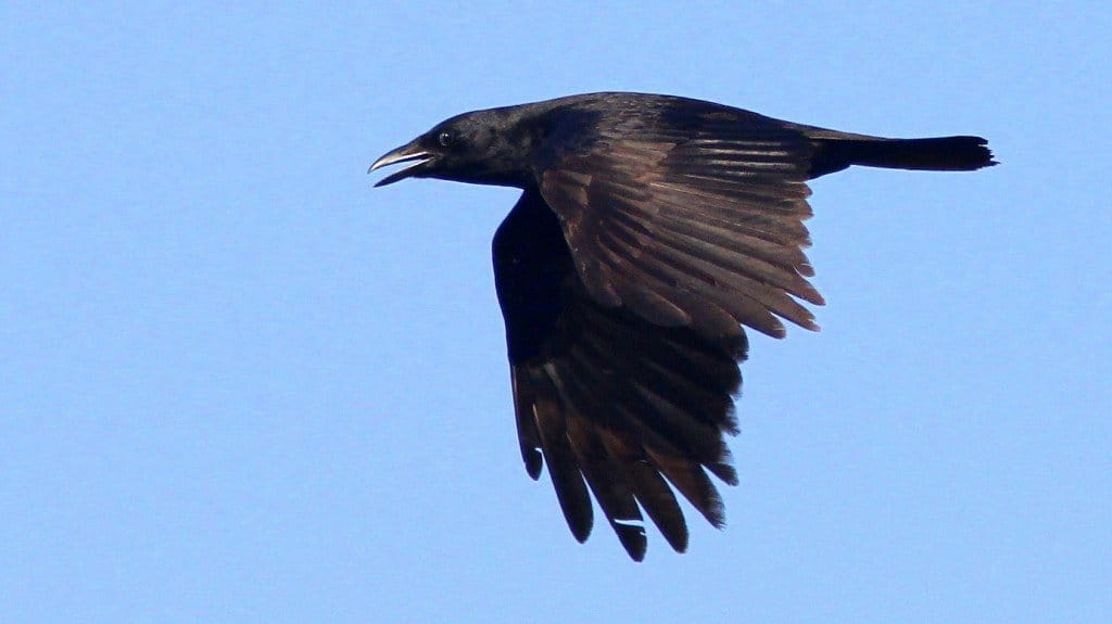 Frog Crow - 10,000 Birds