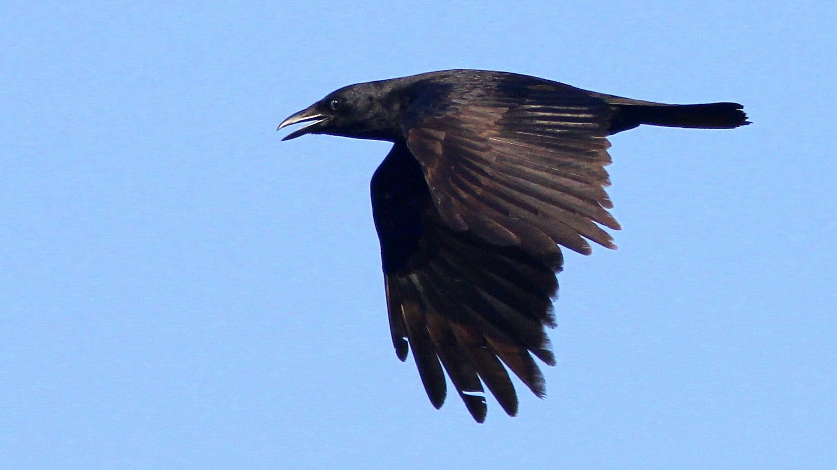 Frog Crow - 10,000 Birds