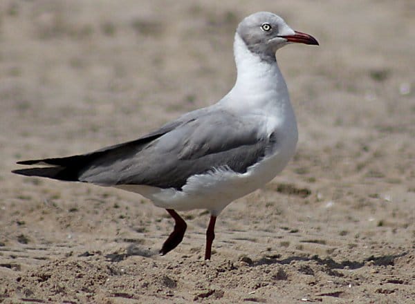 Got the Gull, or, Gray-hooded Gull at Coney Island, Brooklyn, New York ...