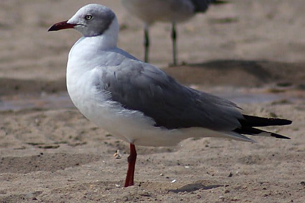 Got the Gull, or, Gray-hooded Gull at Coney Island, Brooklyn, New York ...