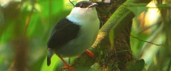 Miniature Manakins - 10,000 Birds