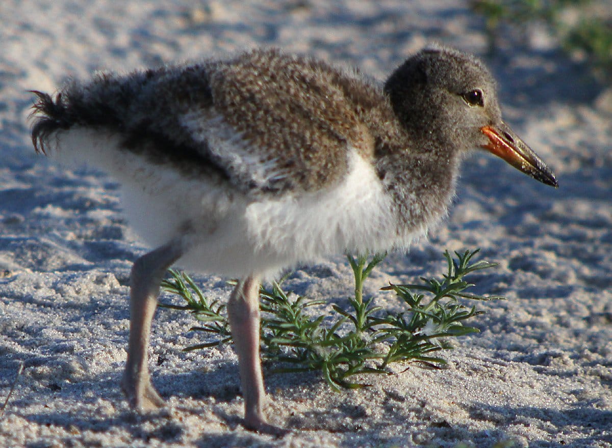 Cute Fuzzy Adorable Baby Birdies - 10,000 Birds