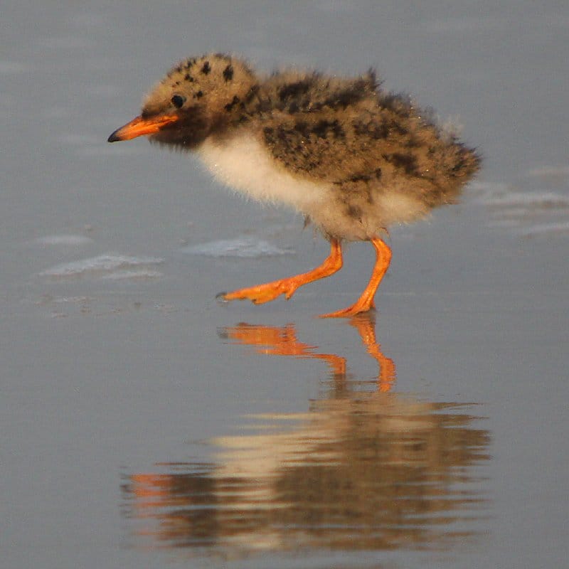 Common Tern Chicks Walk to the Water - 10,000 Birds