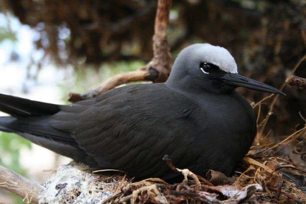 The Terns of Tern Island - 10,000 Birds