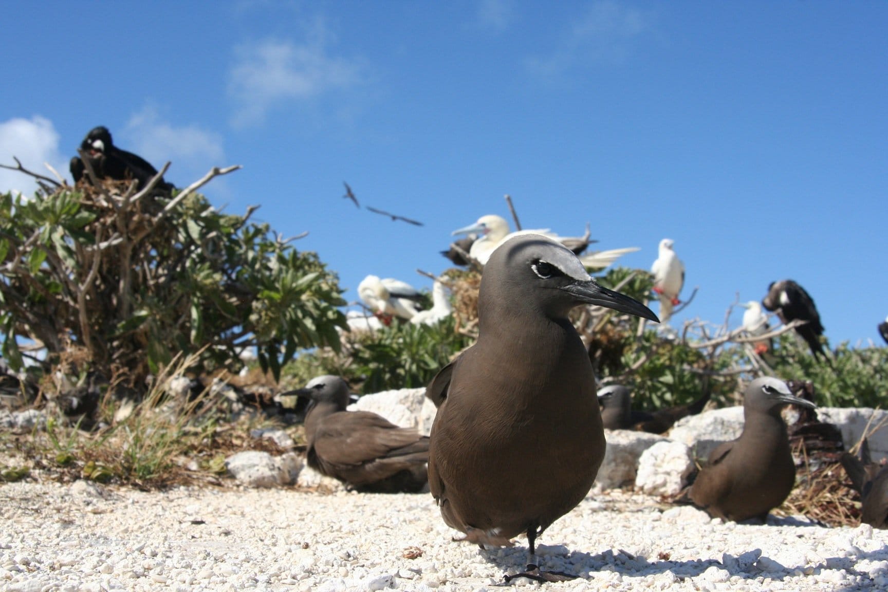 The Terns of Tern Island - 10,000 Birds