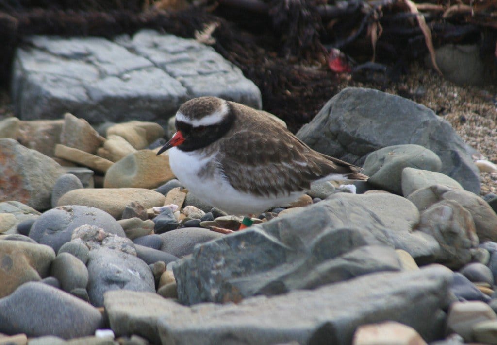 Mana from Heaven - 10,000 Birds