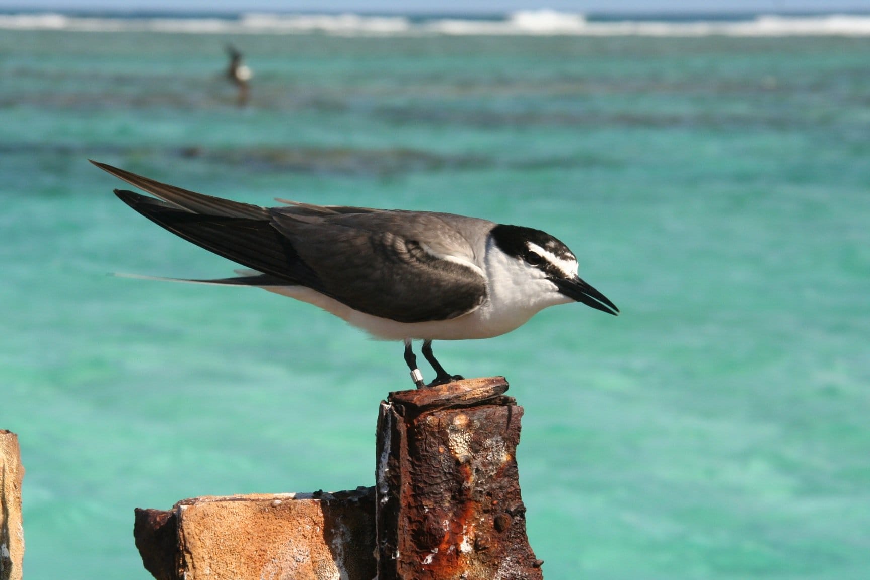 The Terns of Tern Island - 10,000 Birds