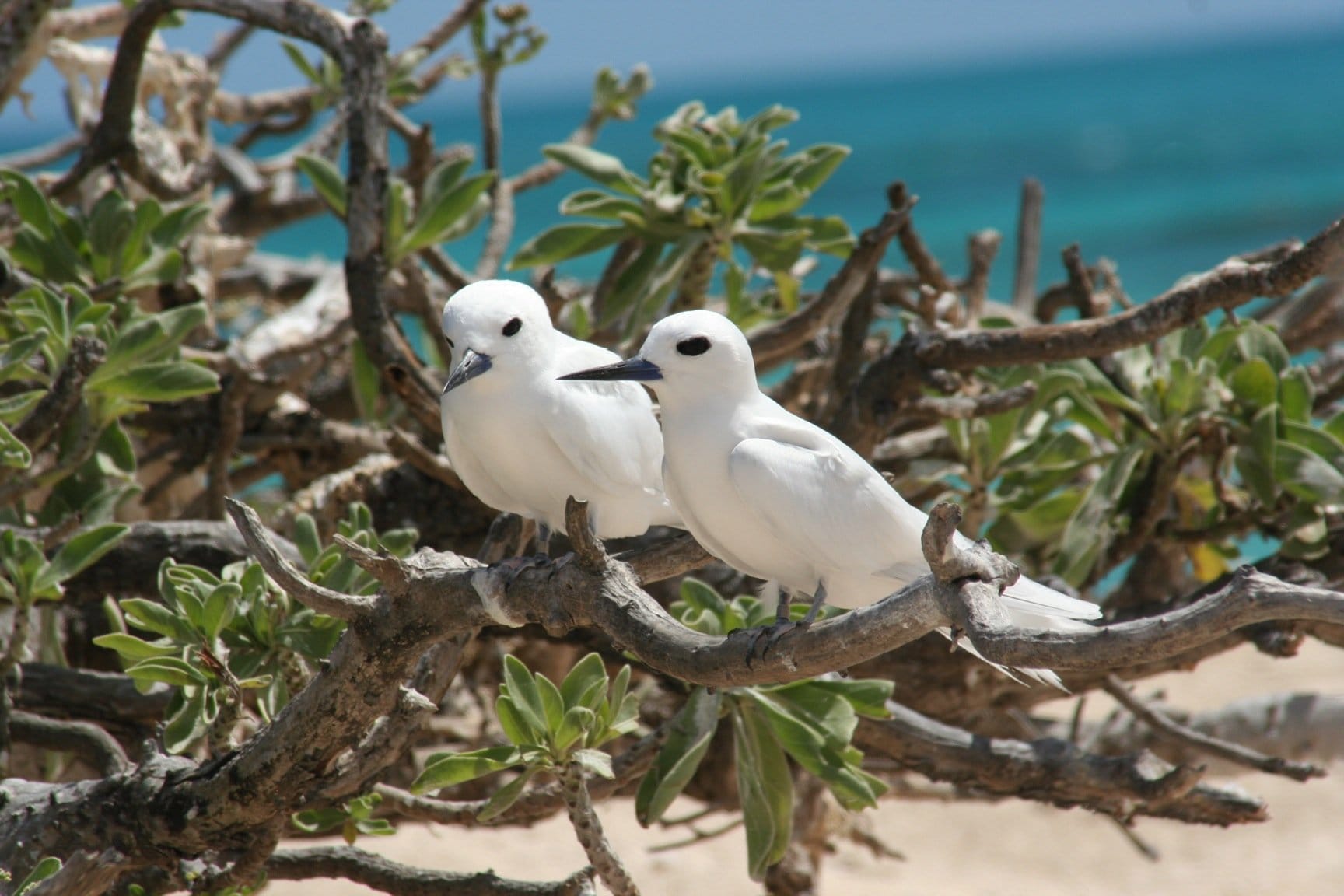 Angel Terns - 10,000 Birds