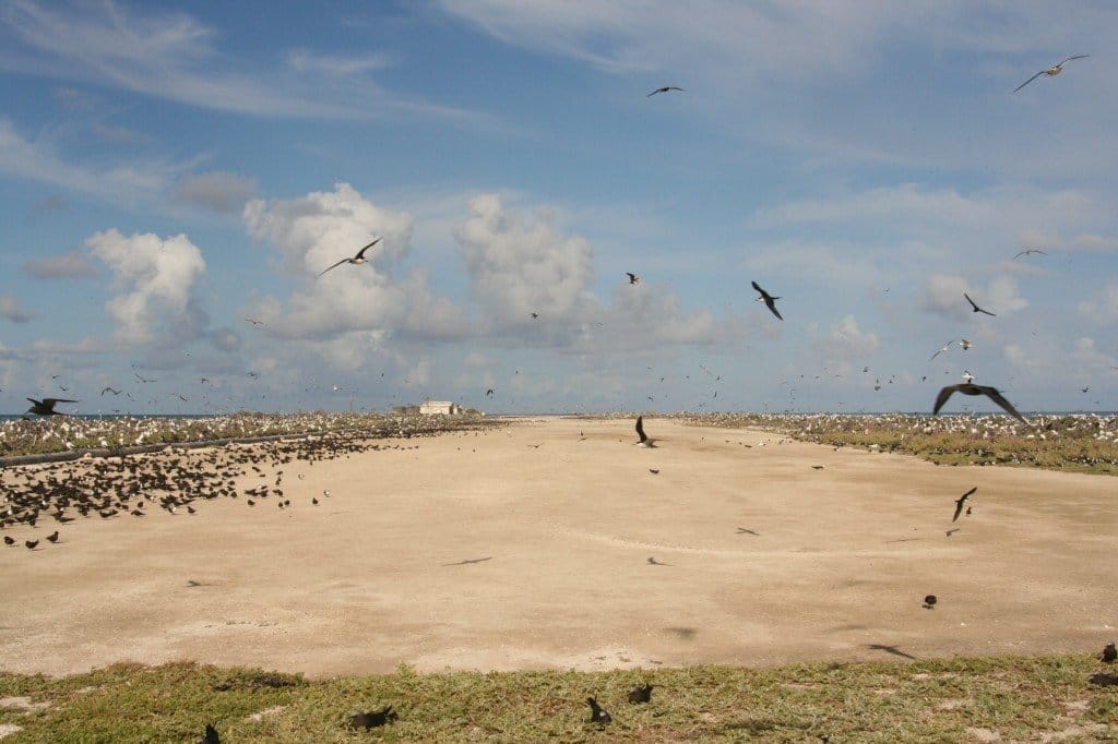 The Terns of Tern Island - 10,000 Birds