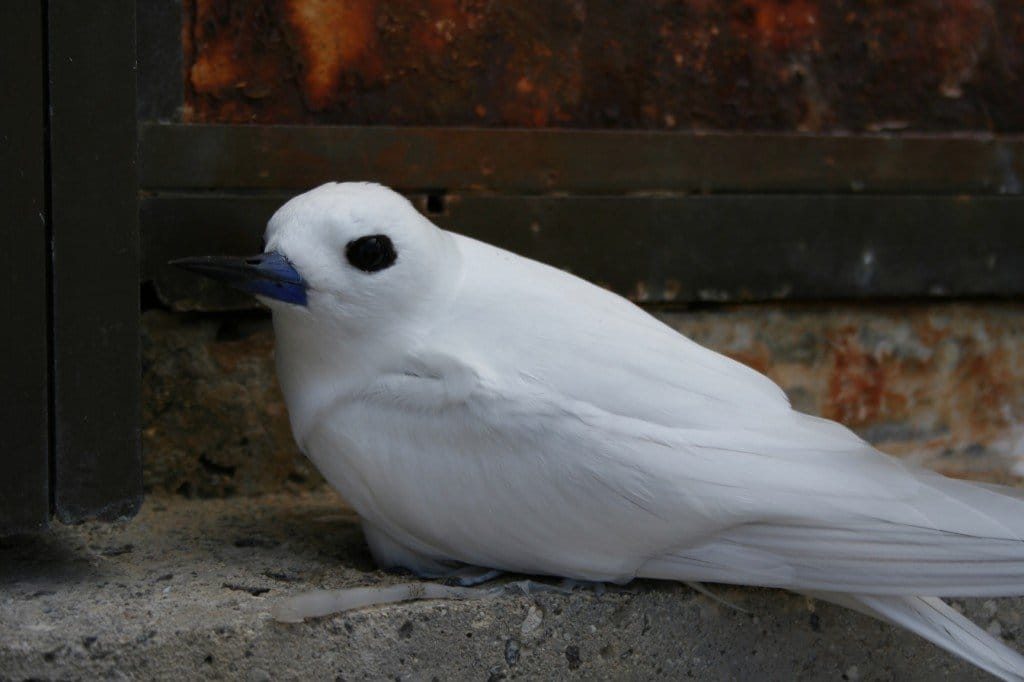The Terns of Tern Island - 10,000 Birds
