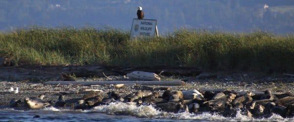 Birding Protection Island, Washington - 10,000 Birds