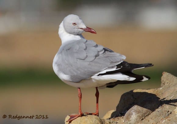 Grey-headed Gull - 10,000 Birds