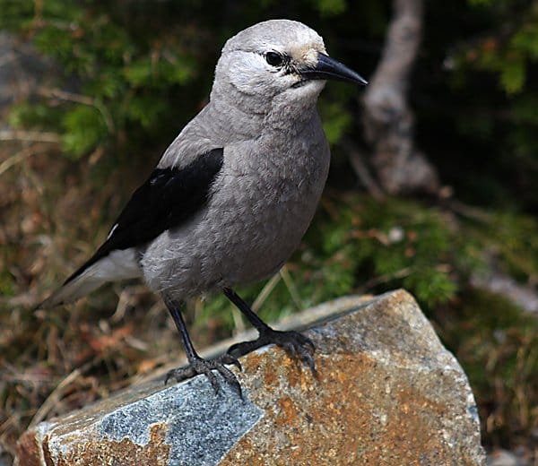 Clark’s Nutcracker Nucifraga columbiana - 10,000 Birds