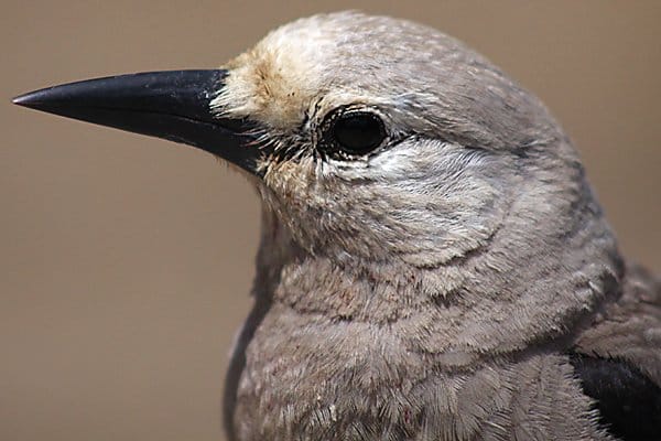 Clark’s Nutcracker Nucifraga columbiana - 10,000 Birds