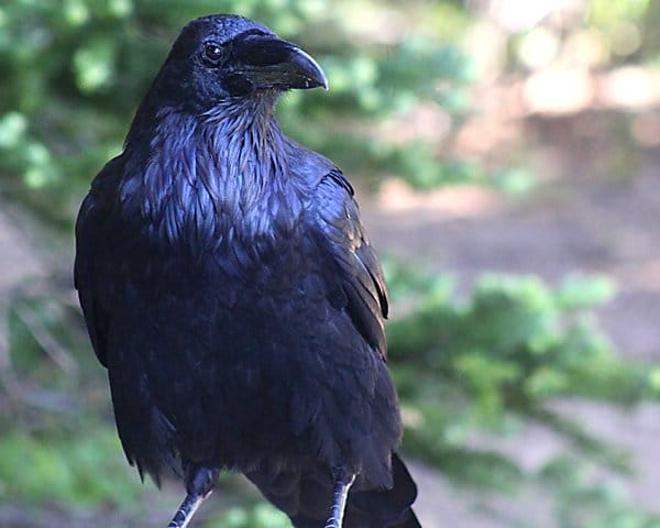 The Raven - 10,000 Birds