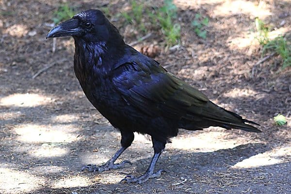 The Raven - 10,000 Birds