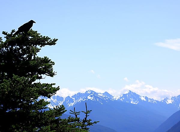 The Raven - 10,000 Birds