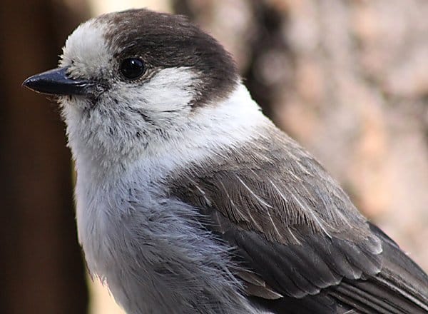 Gray Jay Perisoreus canadensis - 10,000 Birds