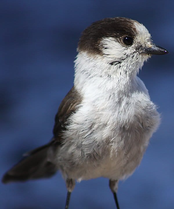 Gray Jay Perisoreus canadensis - 10,000 Birds