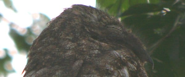 Northern Potoo - 10,000 Birds