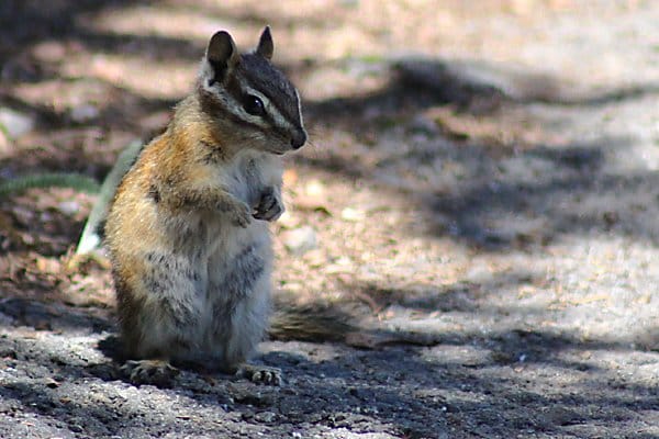 Olympic Chipmunk (Tamias amoenus caurinus) - 10,000 Birds