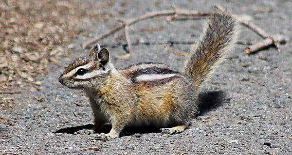 Olympic Chipmunk (Tamias amoenus caurinus) - 10,000 Birds