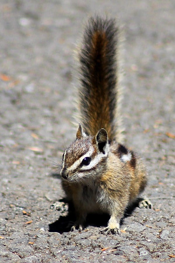 Olympic Chipmunk (Tamias amoenus caurinus) - 10,000 Birds
