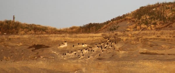 Birding Protection Island, Washington - 10,000 Birds