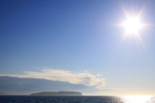 Birding Protection Island, Washington - 10,000 Birds