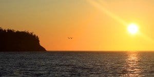 Birding Protection Island, Washington - 10,000 Birds