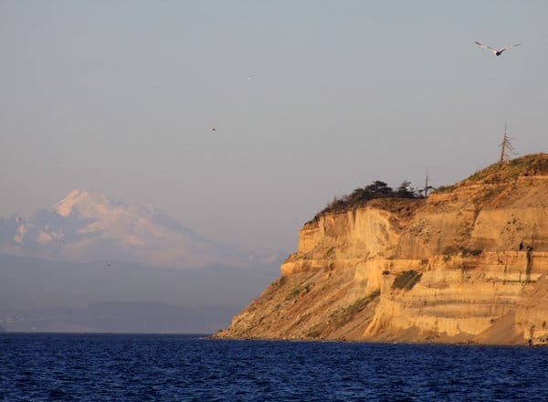 Birding Protection Island, Washington - 10,000 Birds