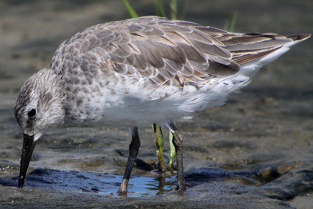 Basic-Plumage Red Knots Calidris canutus - 10,000 Birds