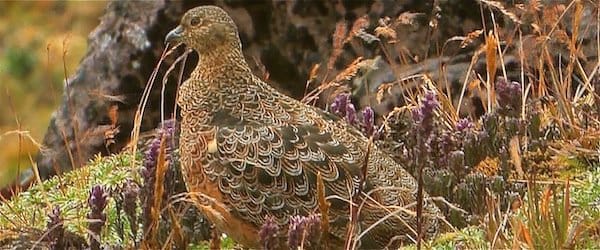 Seedsnipe of the High Andes - 10,000 Birds